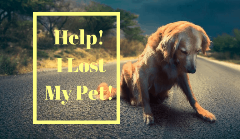 Help! I Lost My Pet! How To Find Your Lost Pet In Thousand Oaks, Agoura ...